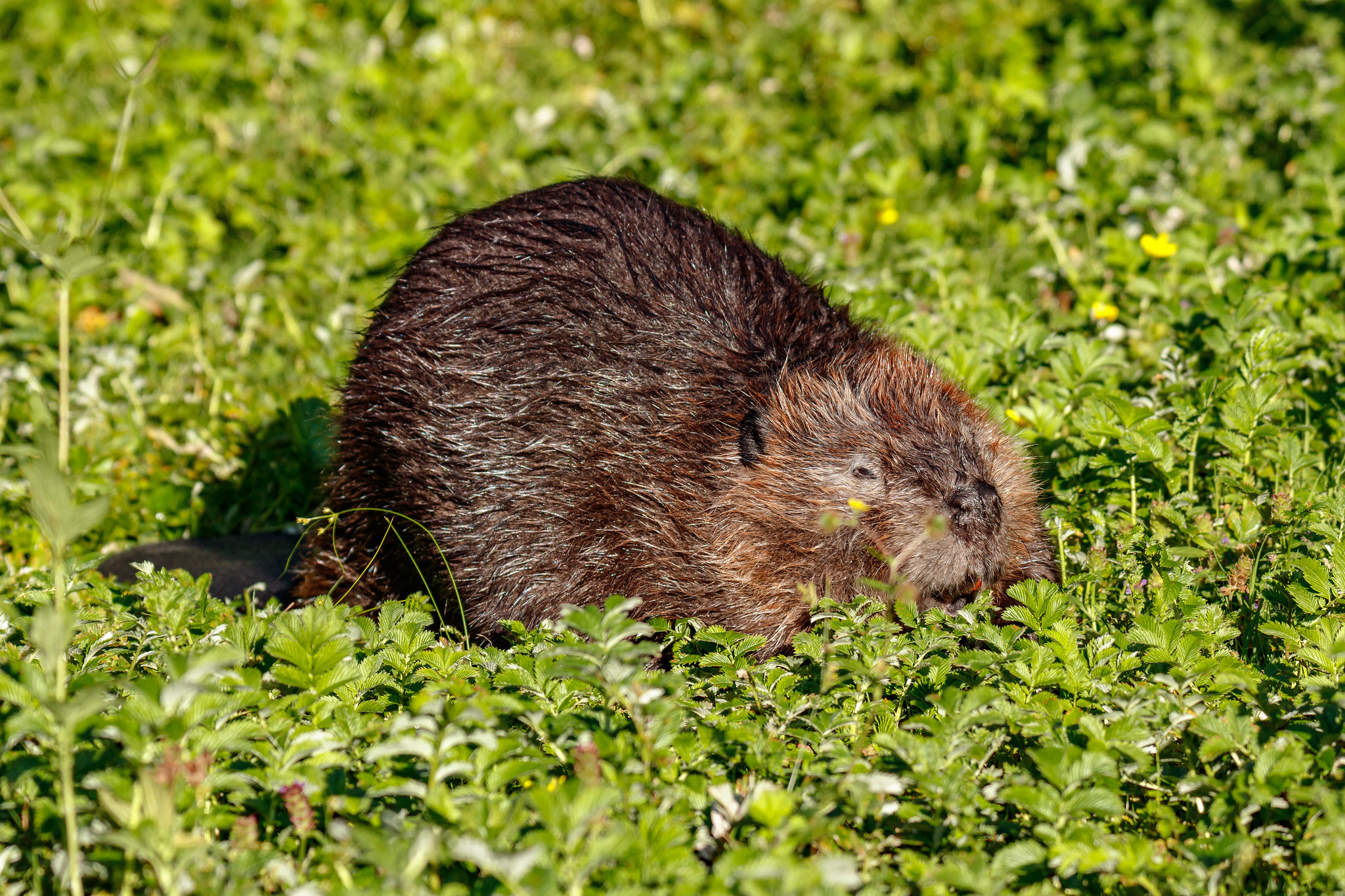 Beaver Tails and Otter Trails - Events - Stanley Park Ecology Society ...