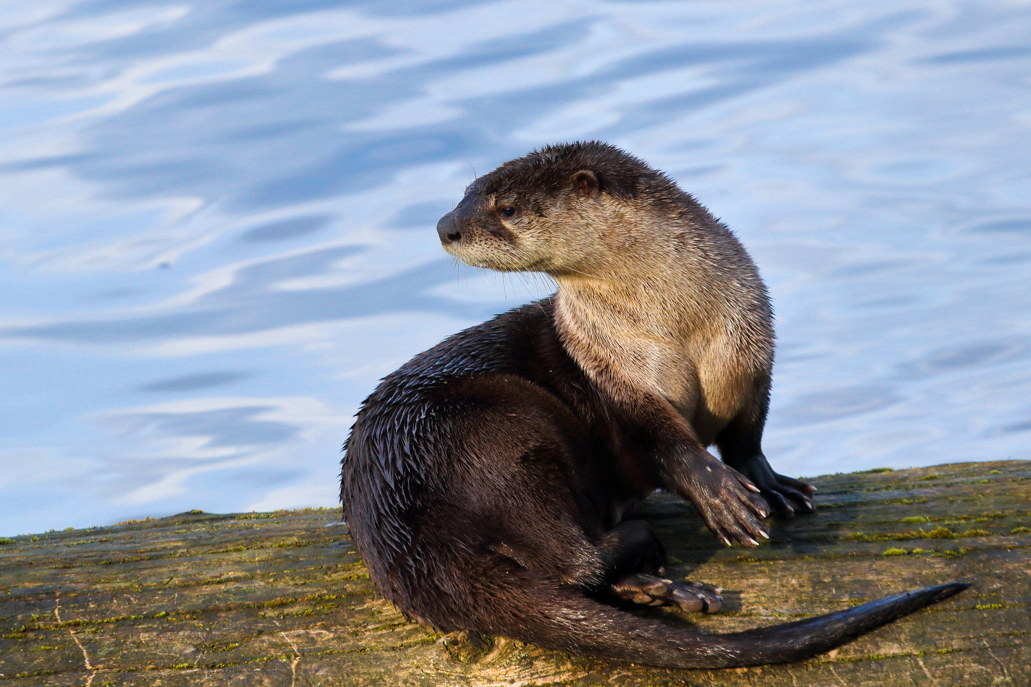 Things You "Otter" Know in Stanley Park - Events - Stanley Park Ecology ...