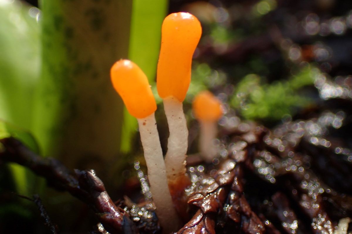 The Nature of Fungi (Online) - Events - Stanley Park Ecology Society (SPES)