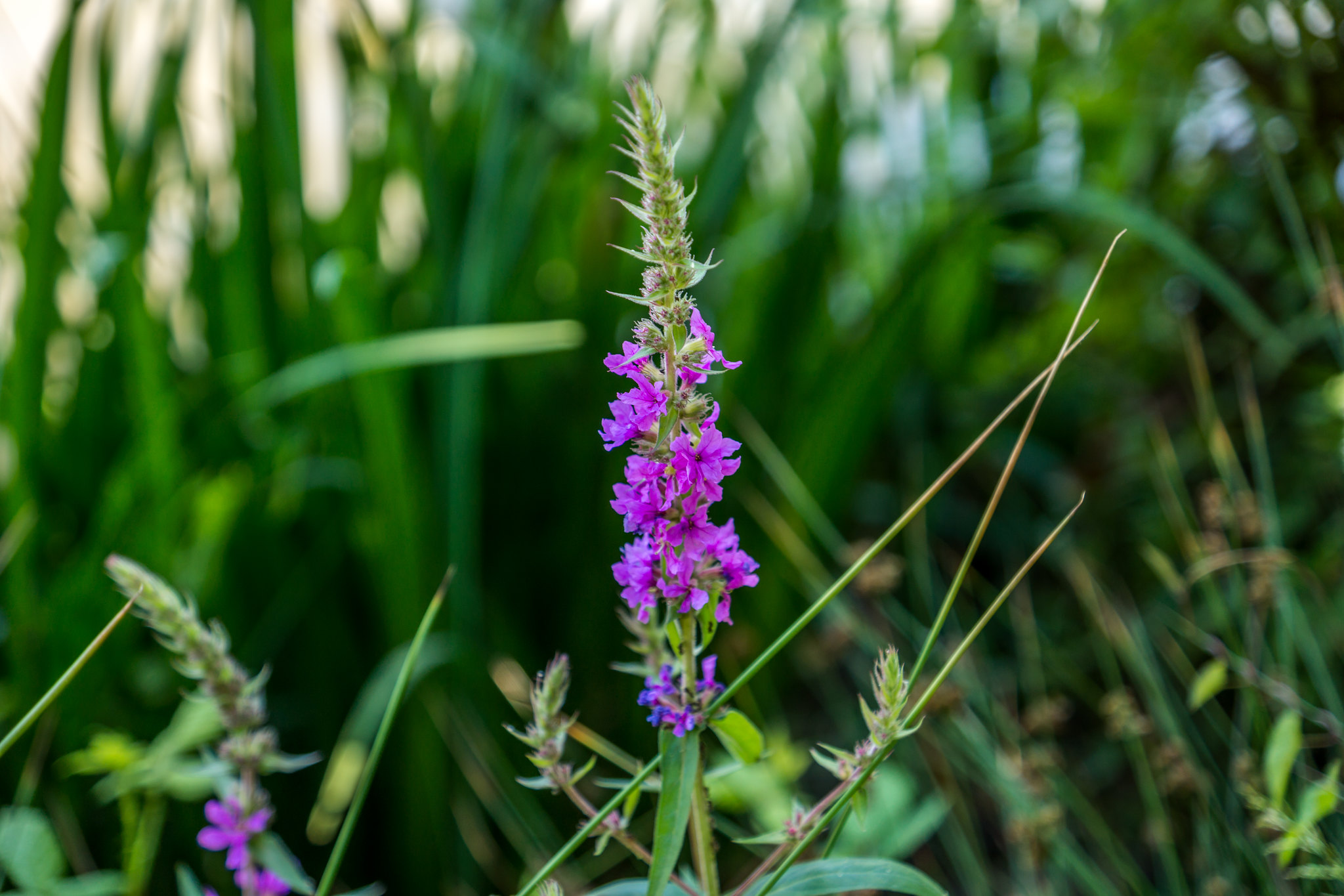Let's Look at Invasive Plants - Events - Stanley Park Ecology Society ...