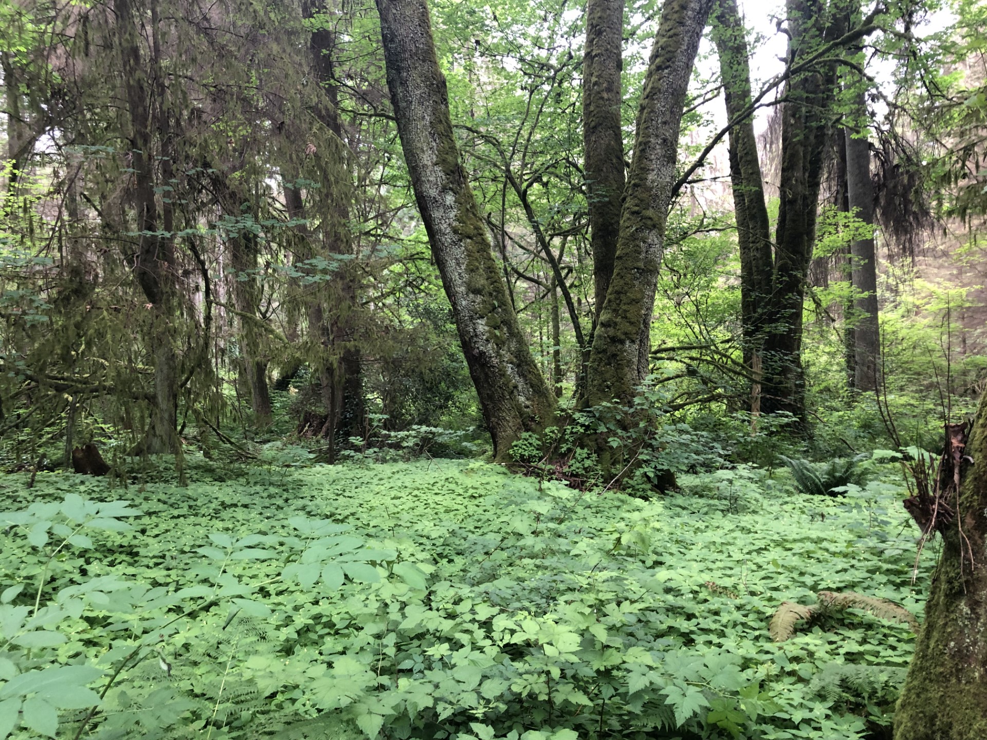 Get to Know a Trail: Eagle and Chickadee Trails - Events - Stanley Park ...