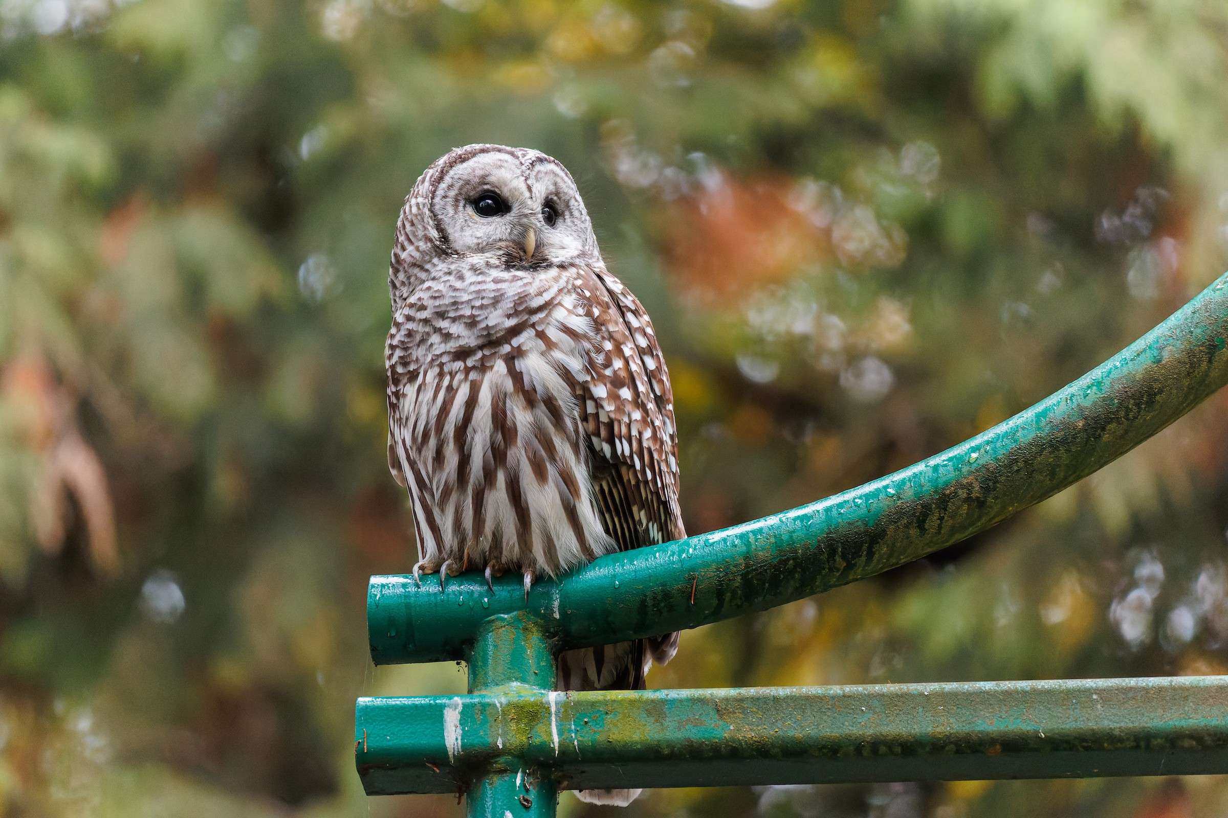 Owl Prowl - Events - Stanley Park Ecology Society (SPES)