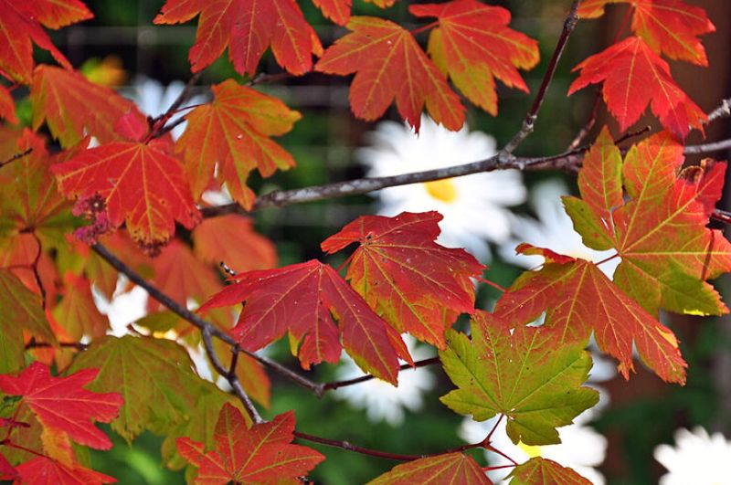 Changing Fall Colours on Stanley Park's Trees - Events - Stanley Park ...
