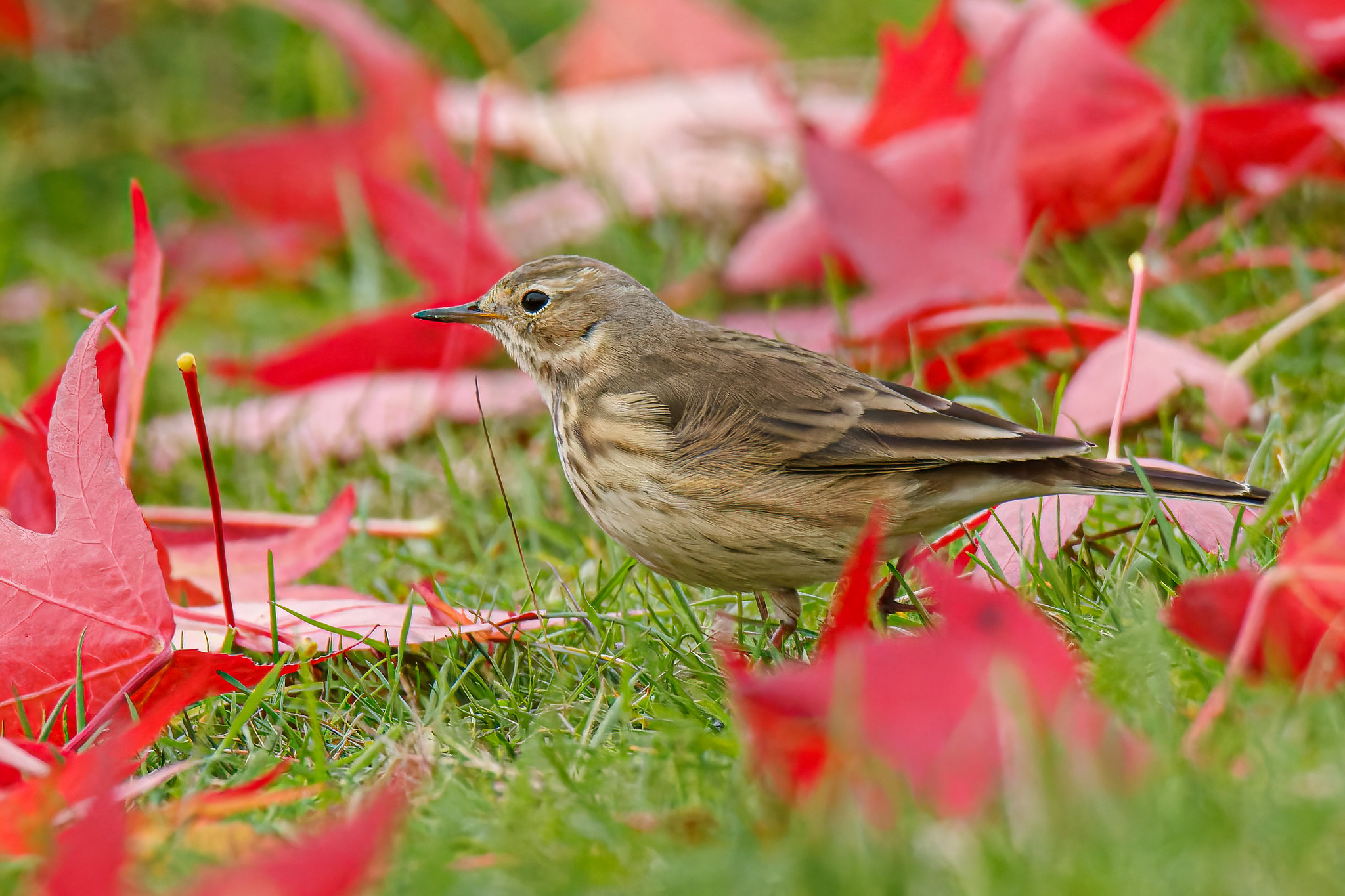 Birds of a Feather: Autumn Flutters - Events - Stanley Park Ecology (SPE)