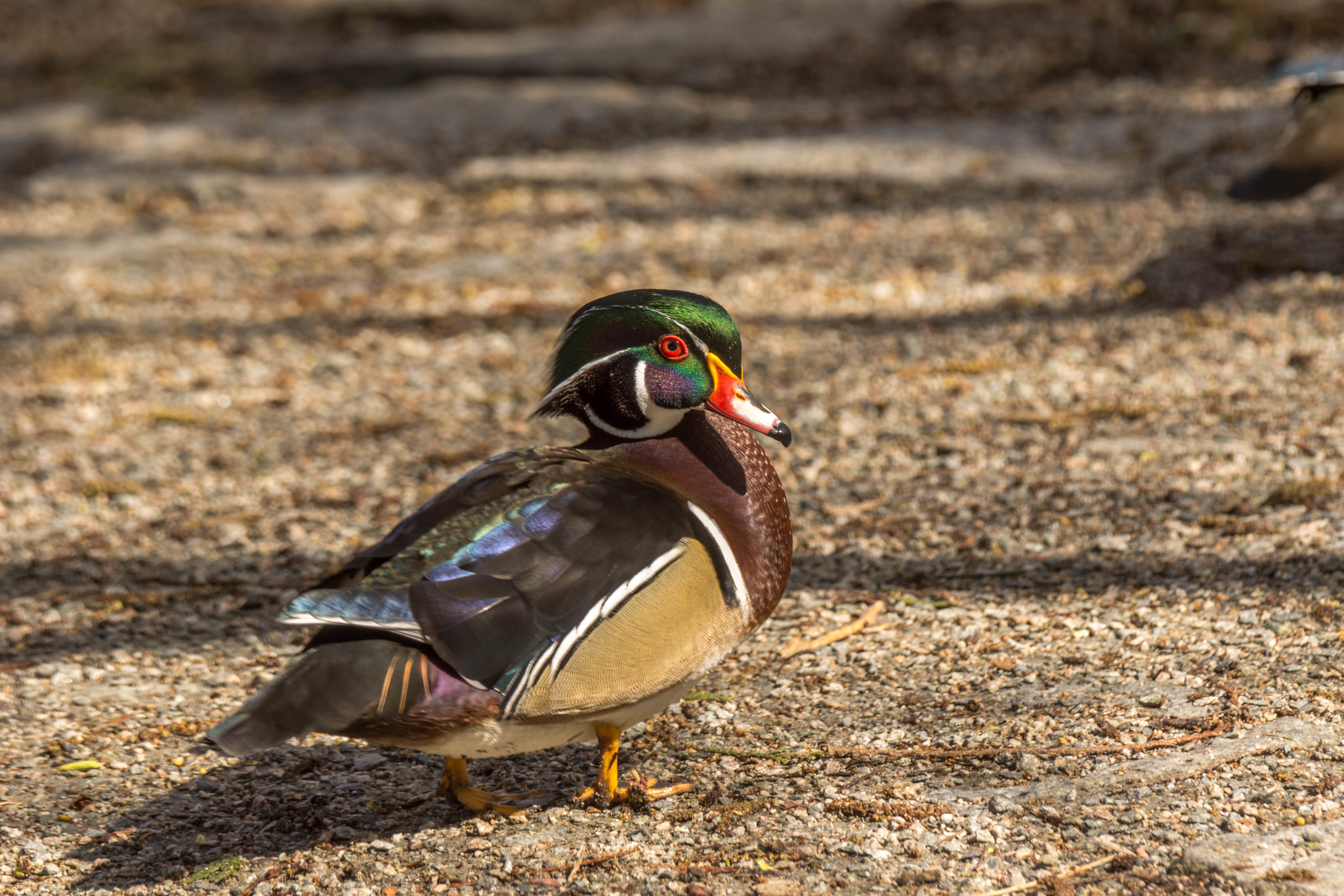 Birds of a Feather: Quacks and Flaps - Events - Stanley Park Ecology (SPE)